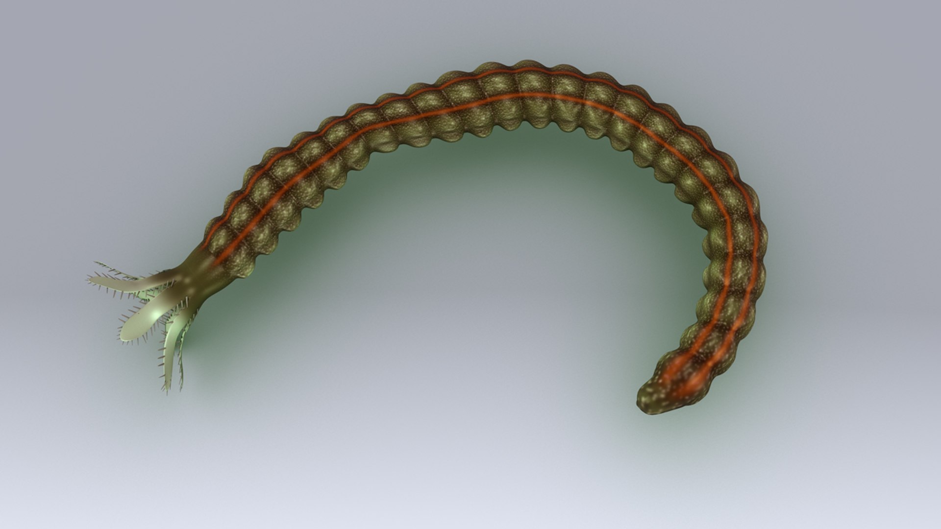 3d Sea Cucumber