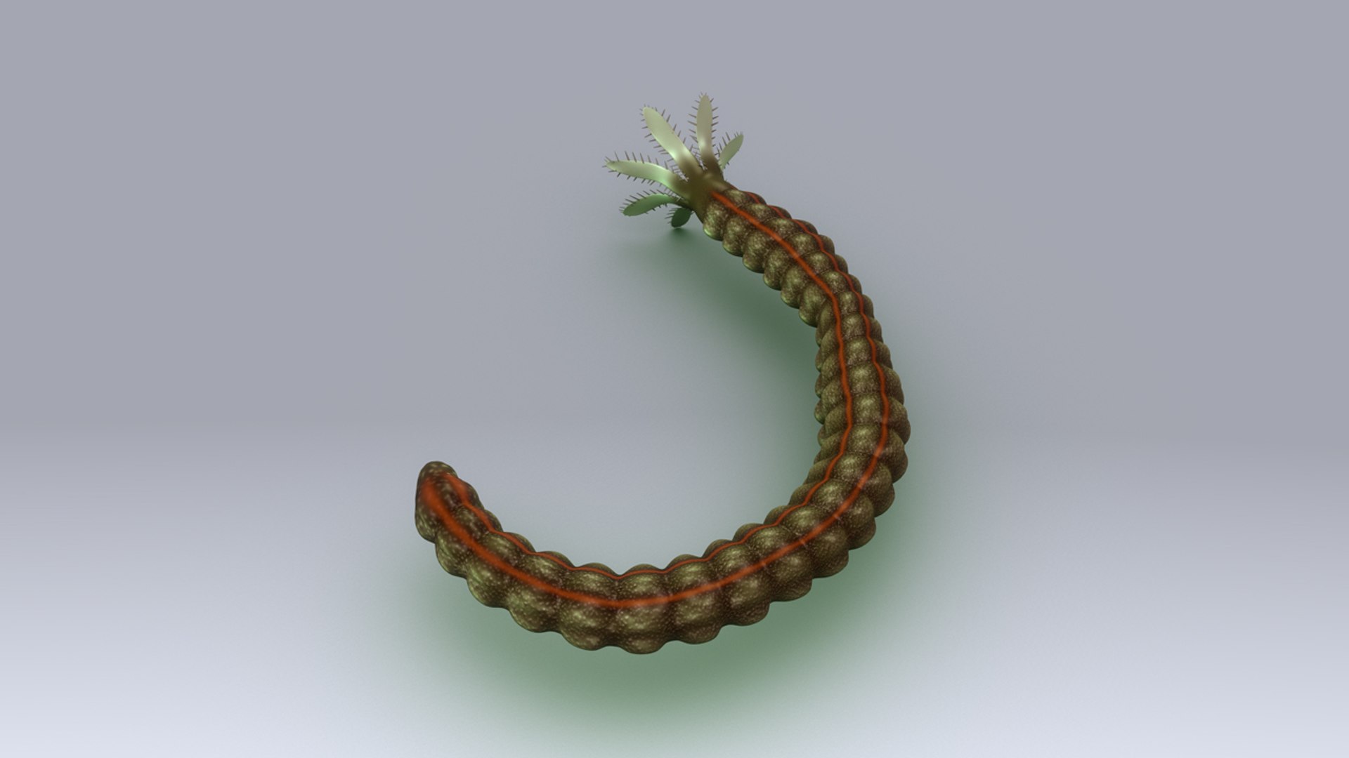 3d Sea Cucumber