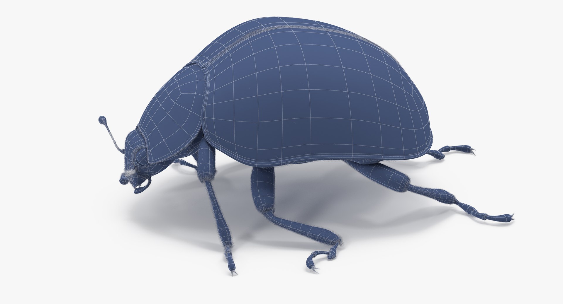 Ladybug 02 3d Model