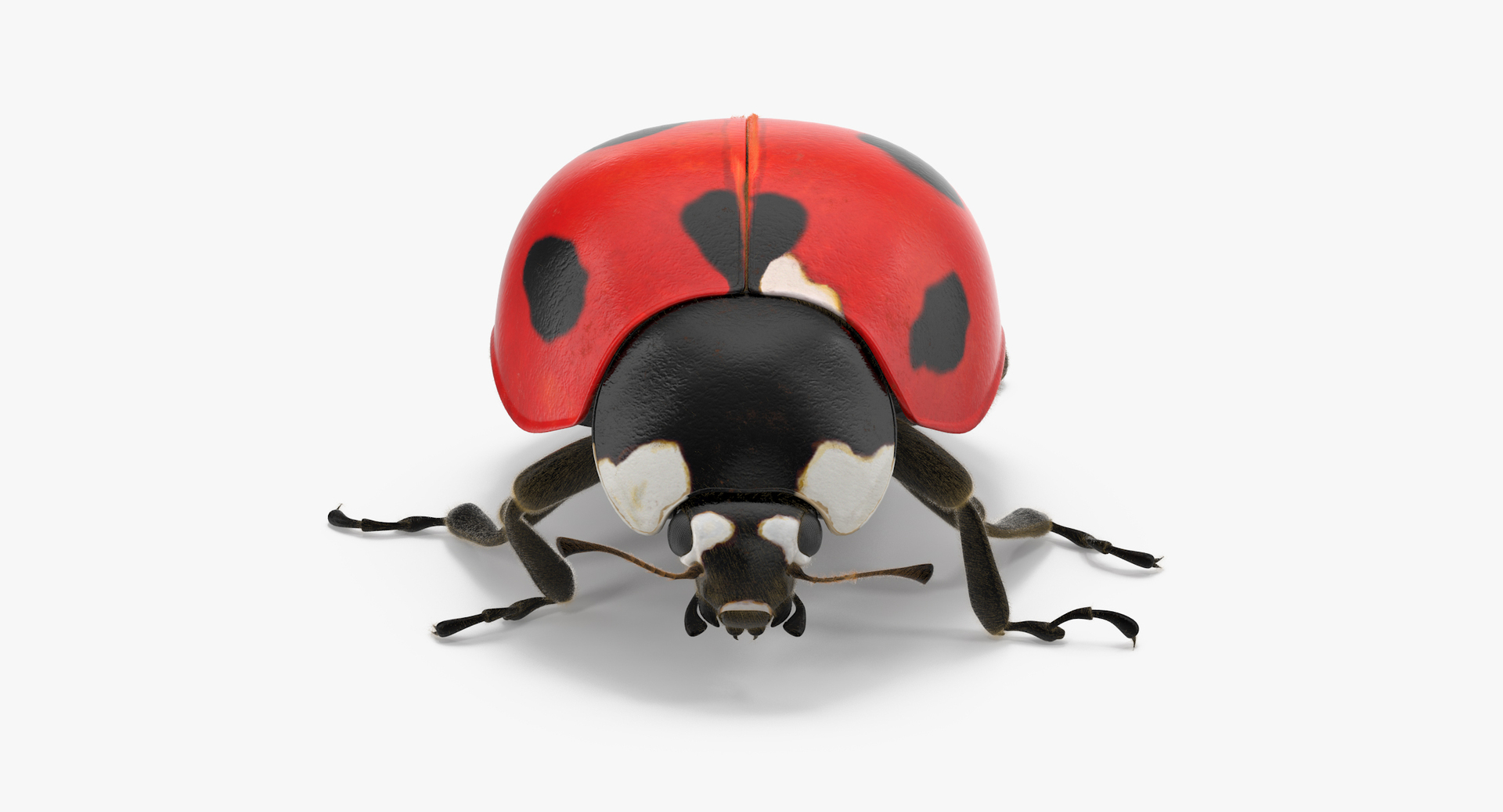 Ladybug 02 3d Model