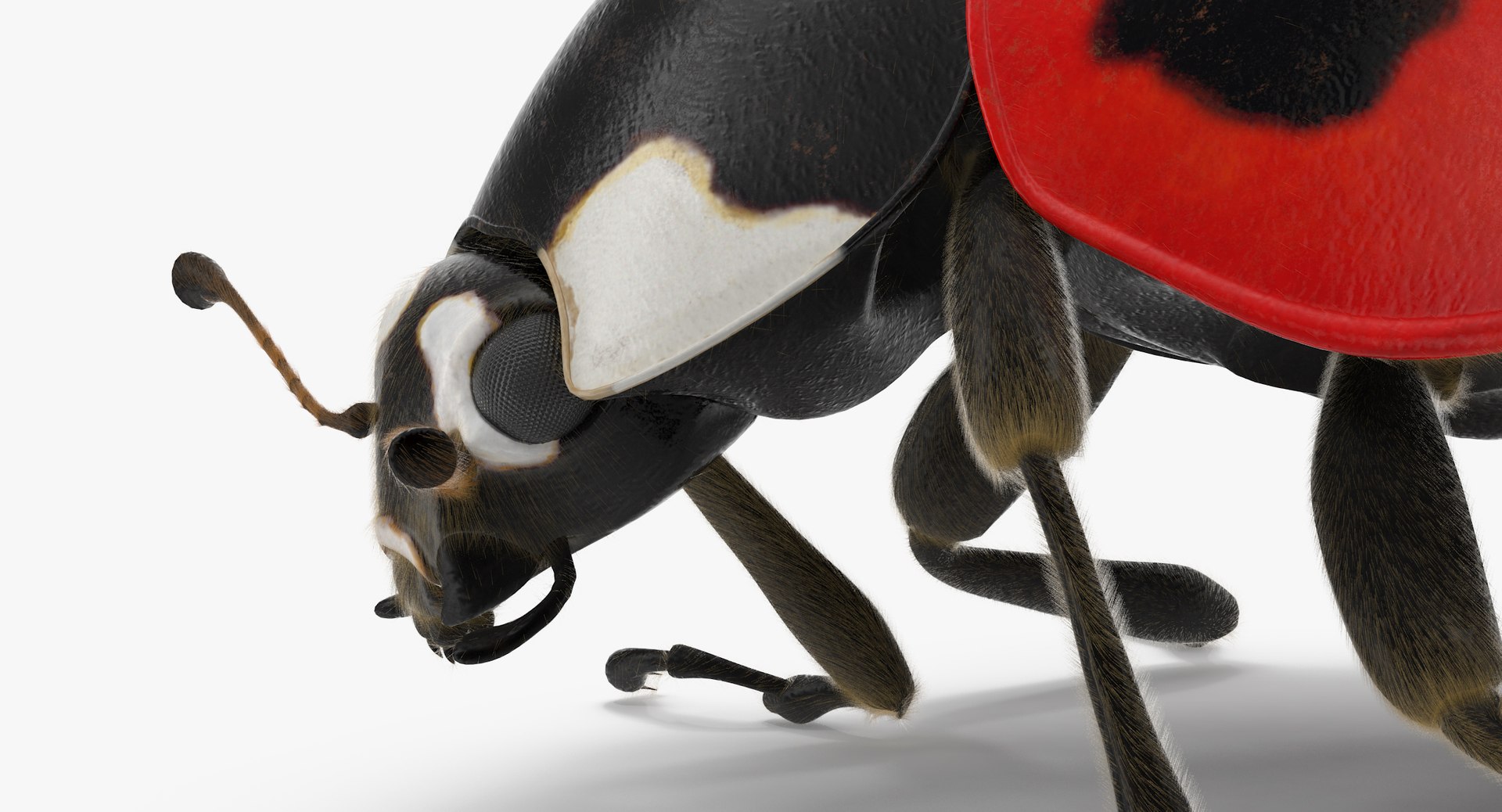 Ladybug 02 3d Model