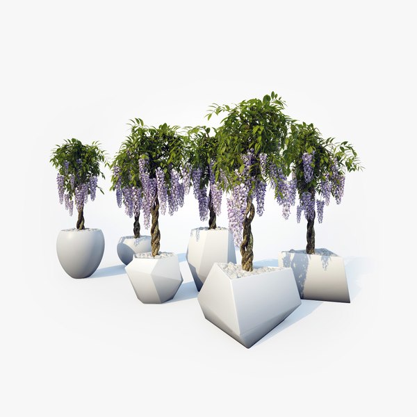 wisteria wysteria plant 3d model