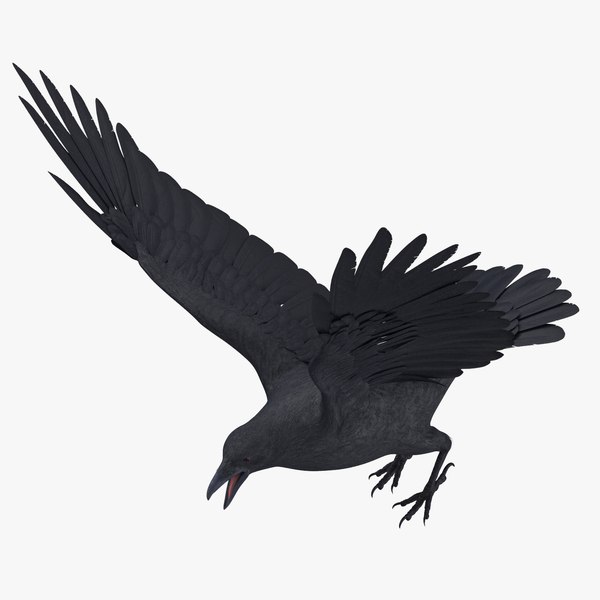 crow 01 3d model