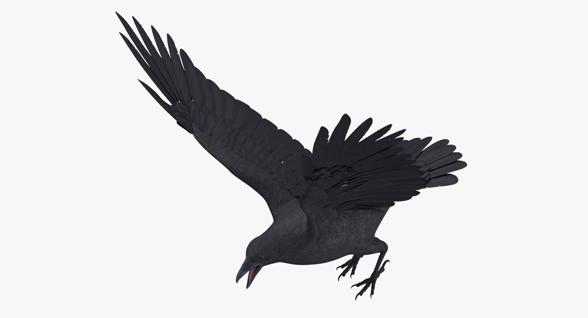 3d model crow 02