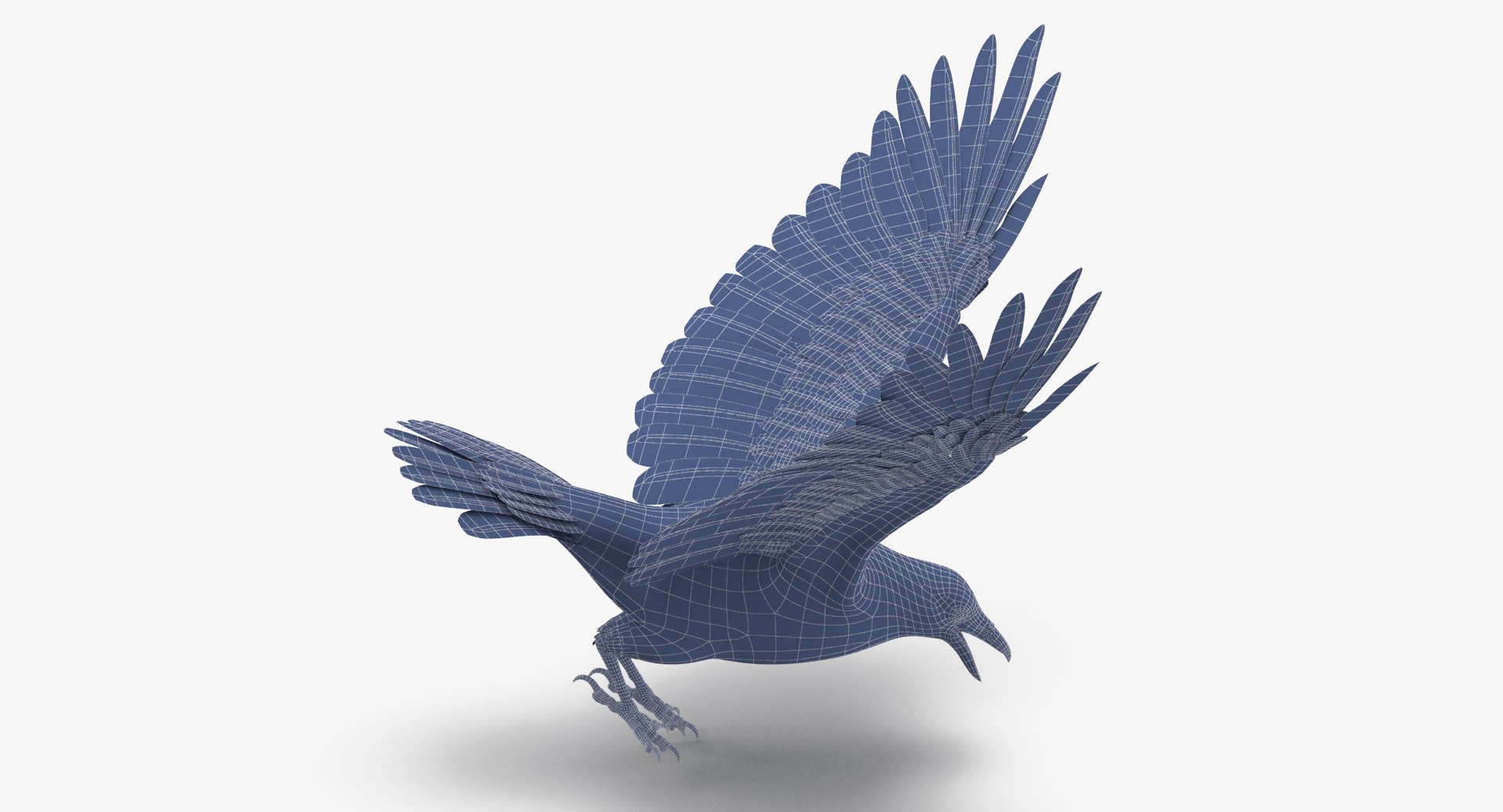 3d model crow 02