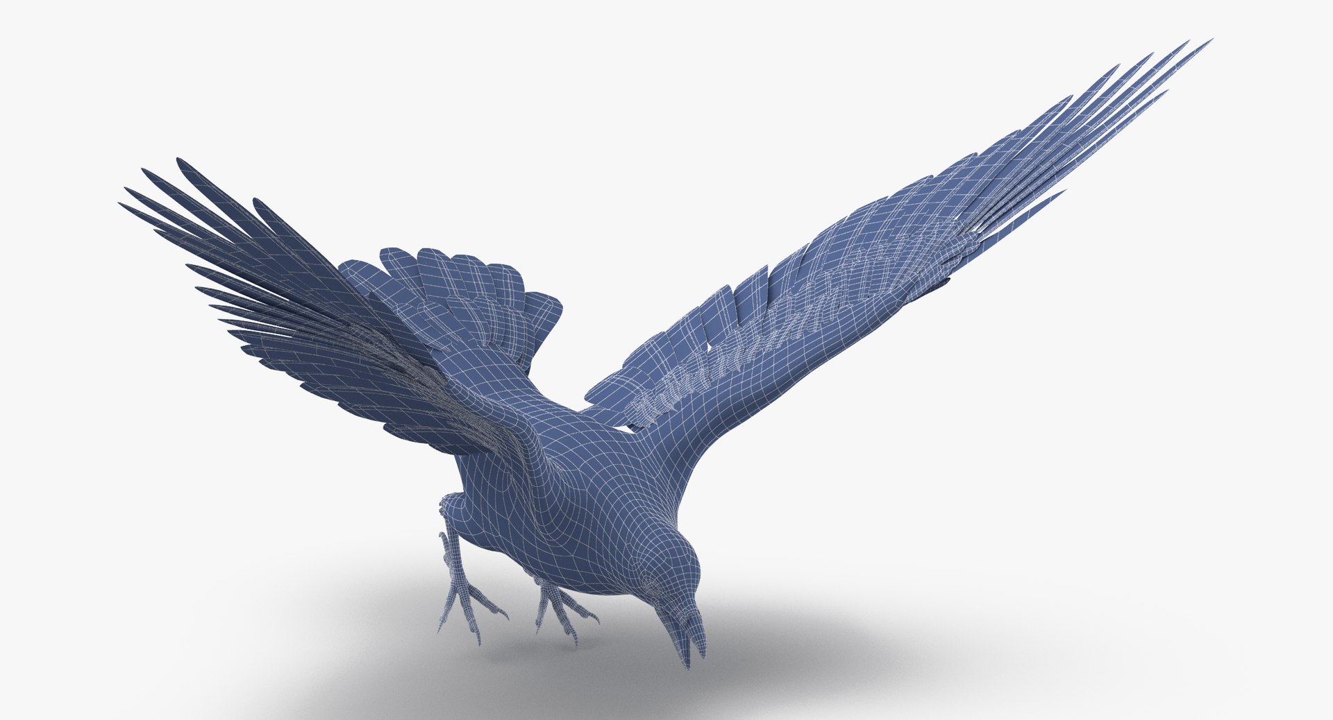 3d model crow 02