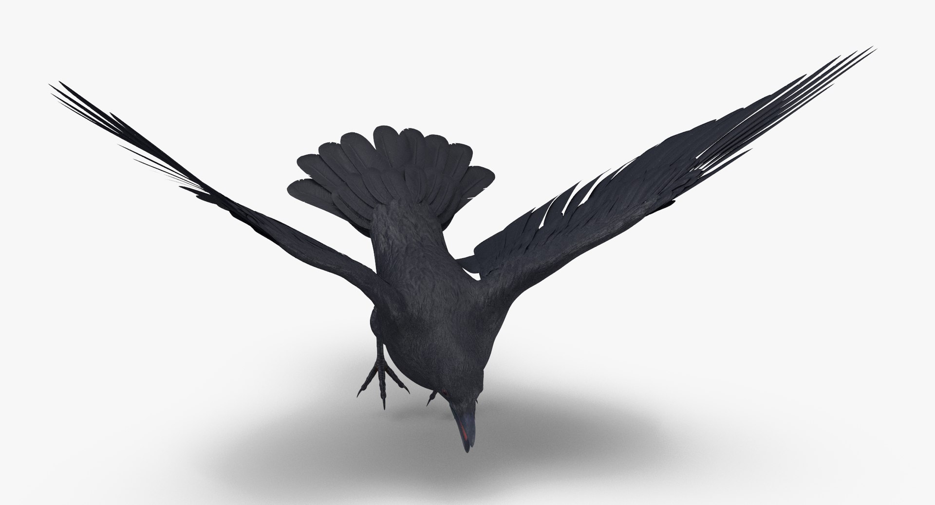 3d model crow 02