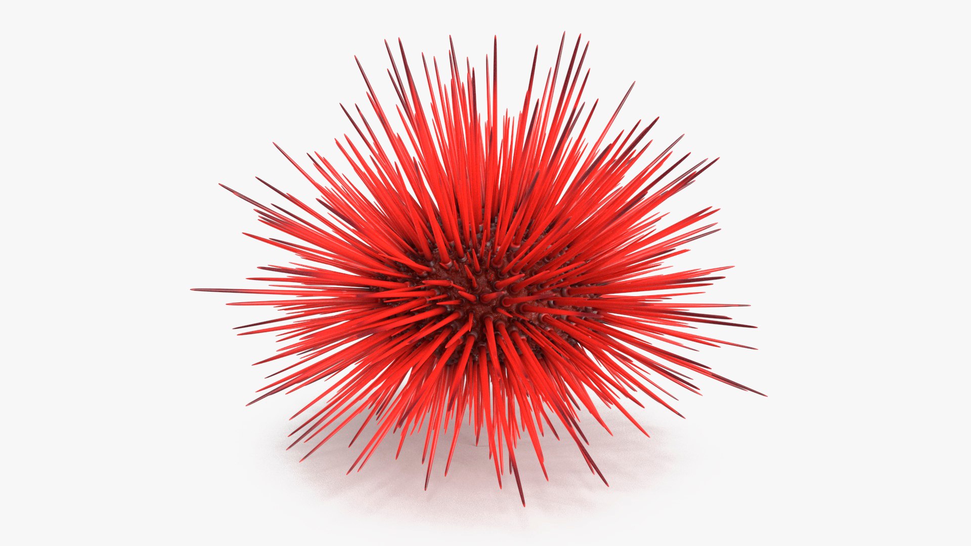 3D Red Sea Urchin - TurboSquid 2243129