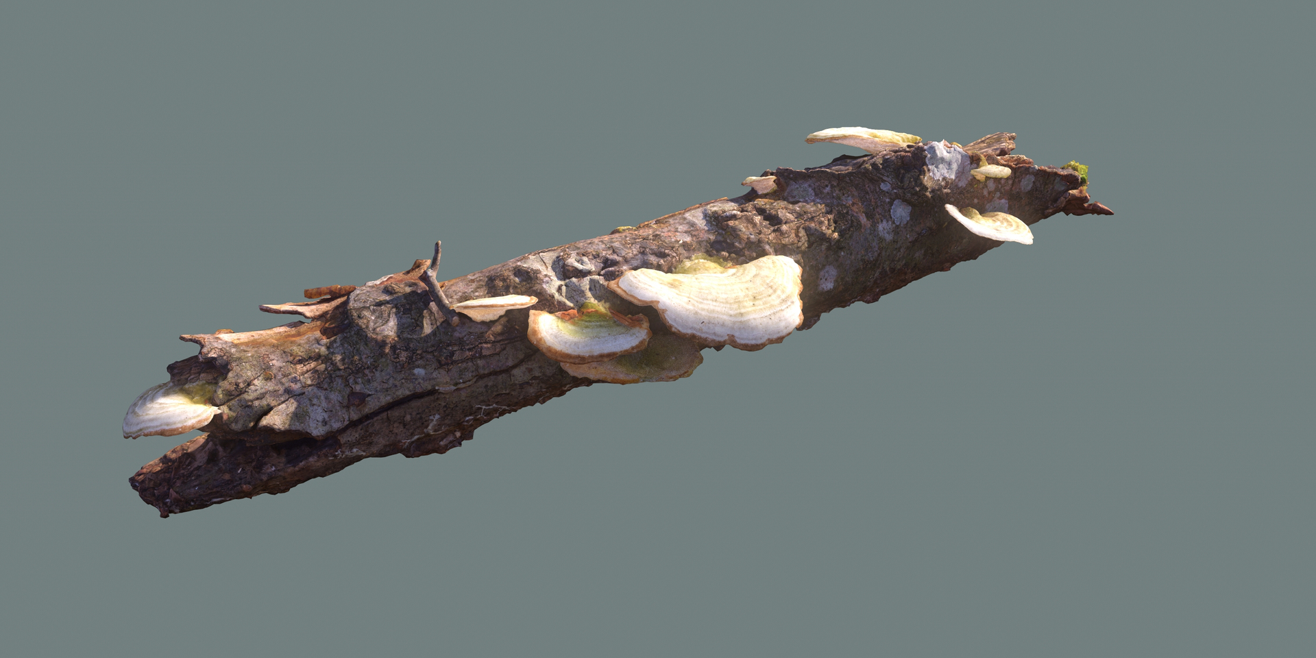 Thick Weathered Log With Fungus Model - TurboSquid 1800055