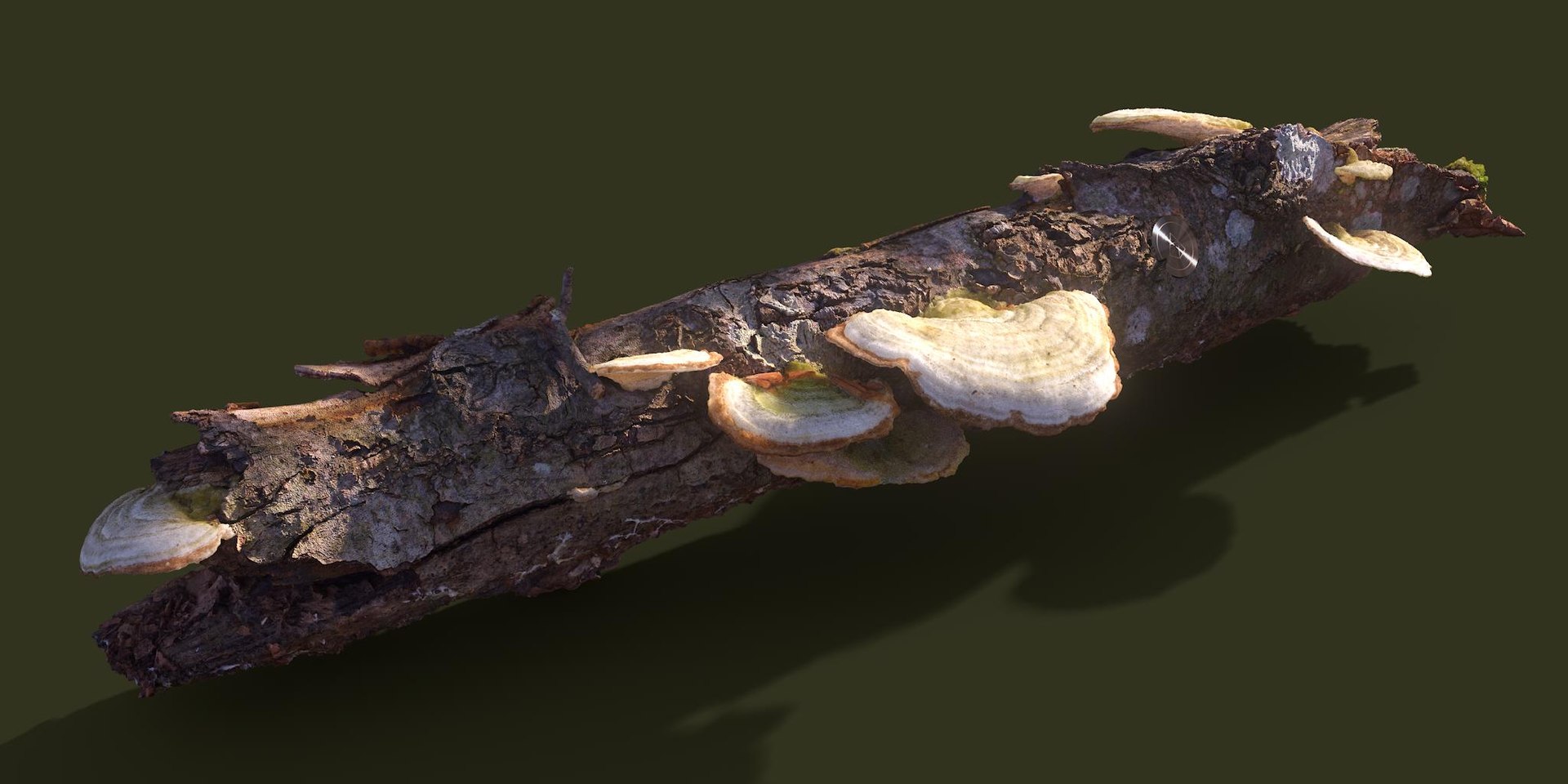 Thick Weathered Log With Fungus Model - TurboSquid 1800055