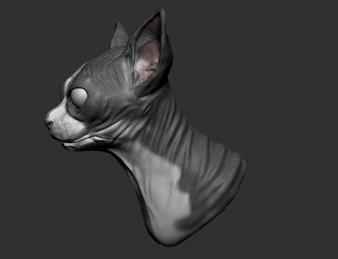 Sphynx Cat 3D Model - TurboSquid 1517182