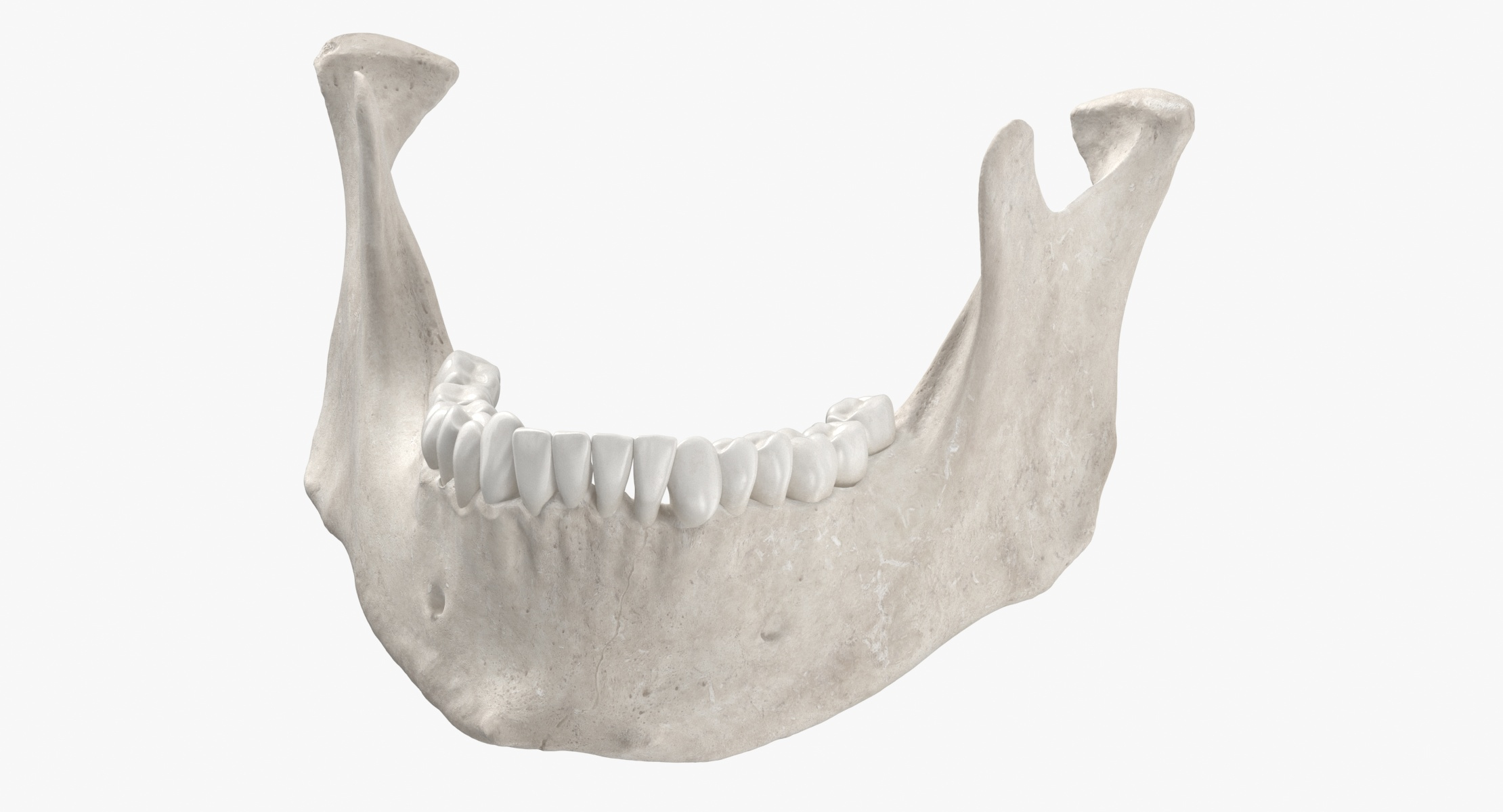 Human Female Jawbones Collection White and Yellow - 2 models 3D model ...