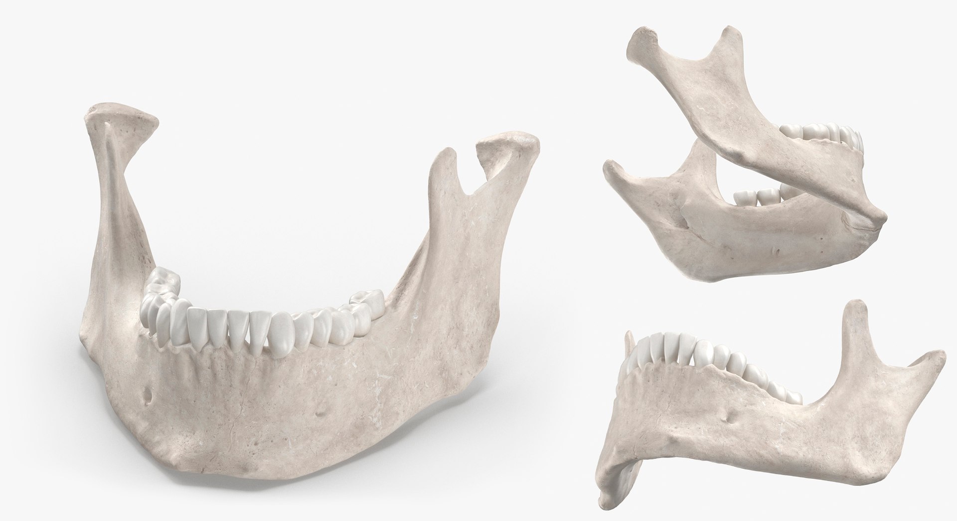 Human Female Jawbones Collection White And Yellow - 2 Models 3D Model ...