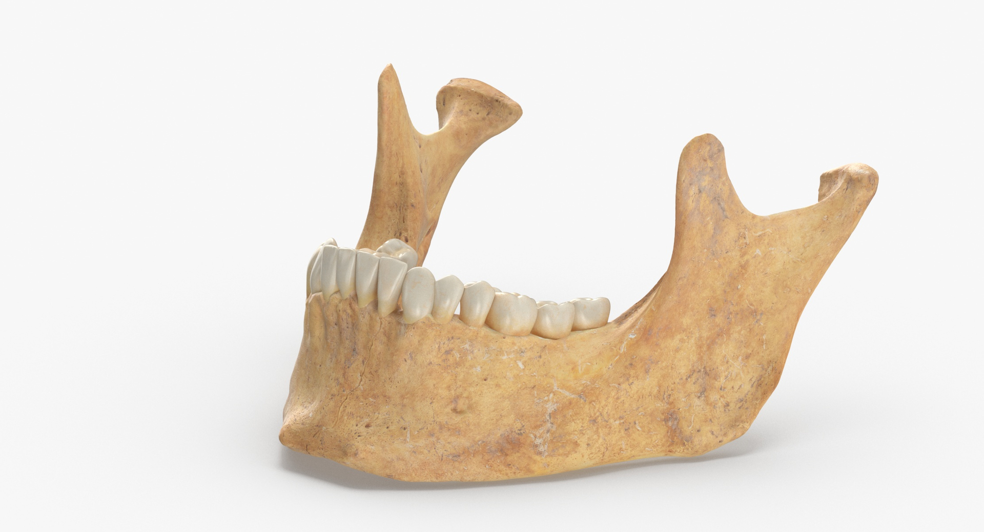 Human Female Jawbones Collection White And Yellow - 2 Models 3D Model ...