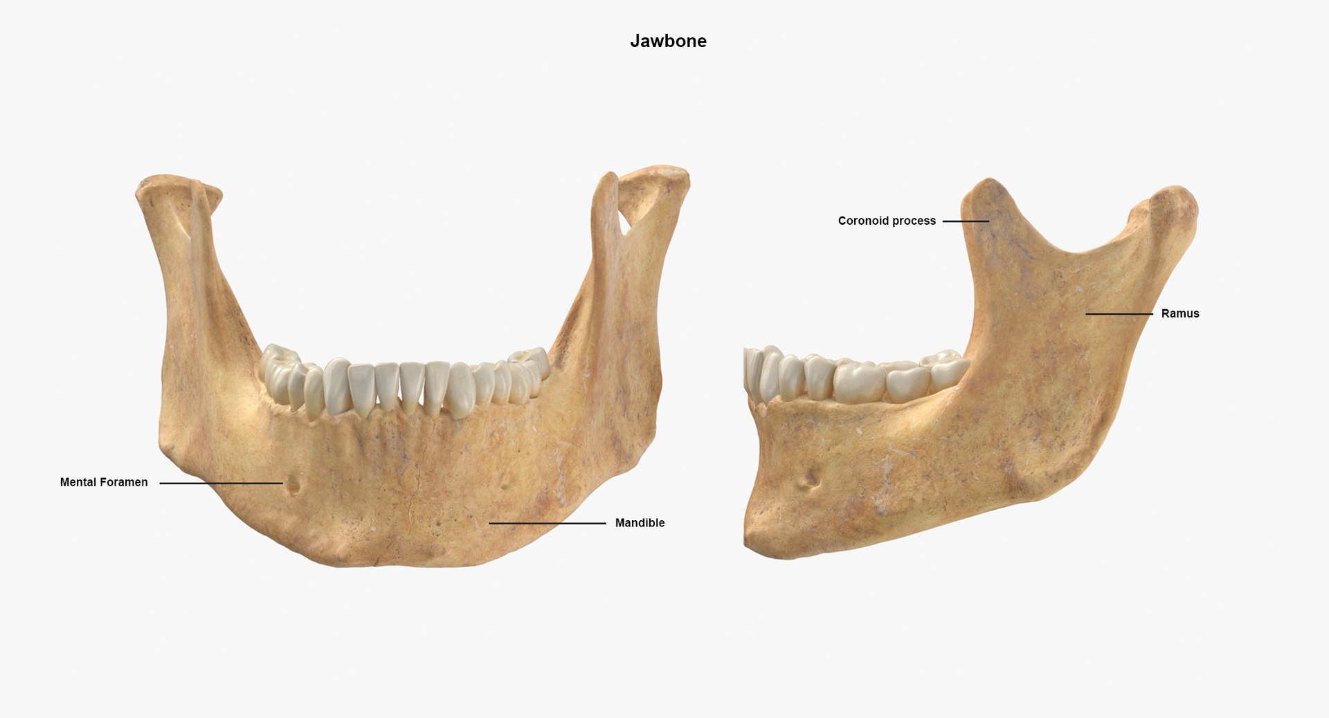 Human Female Jawbones Collection White And Yellow - 2 Models 3D Model ...