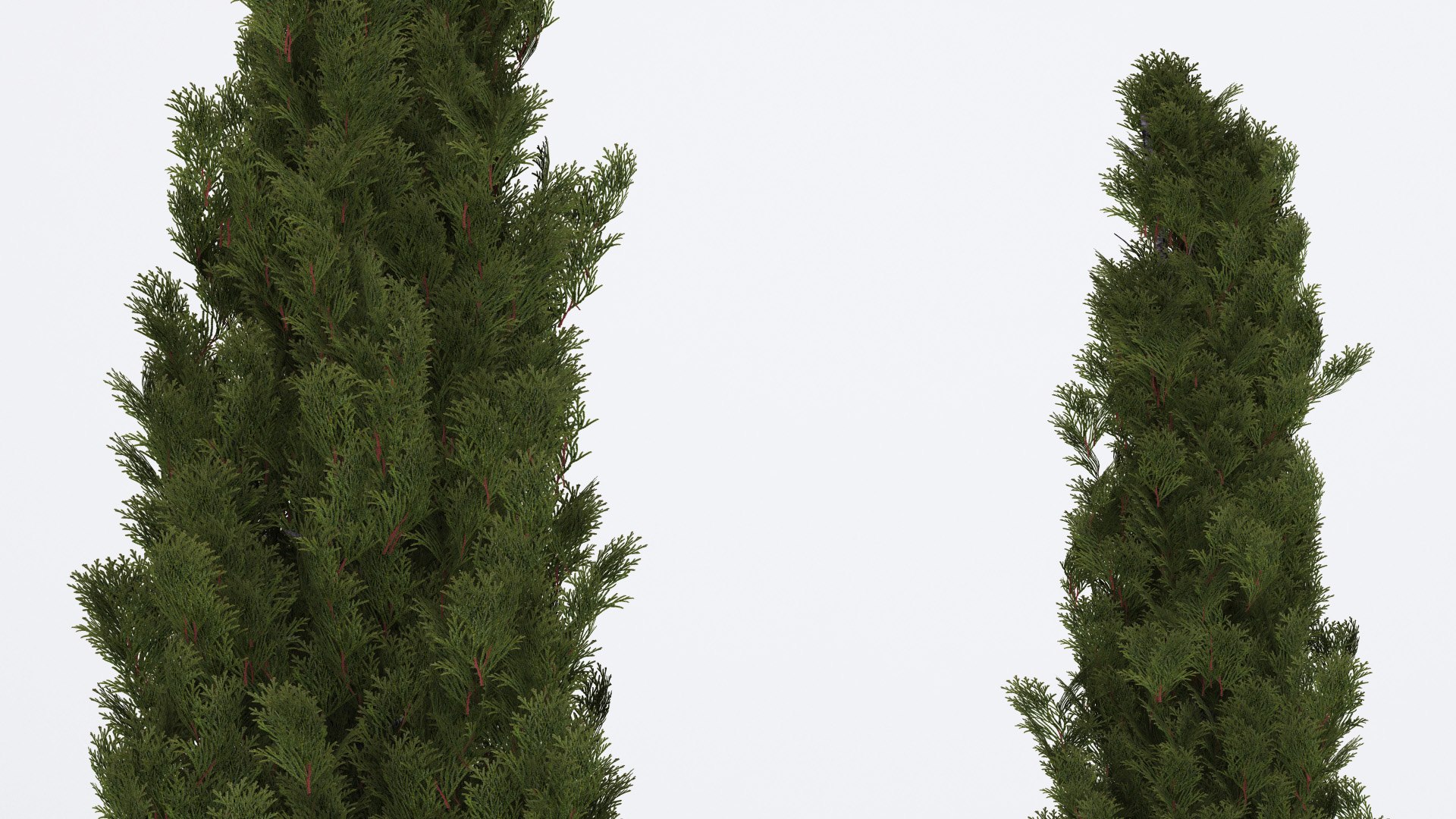 3d Italian Cypress Tree Model