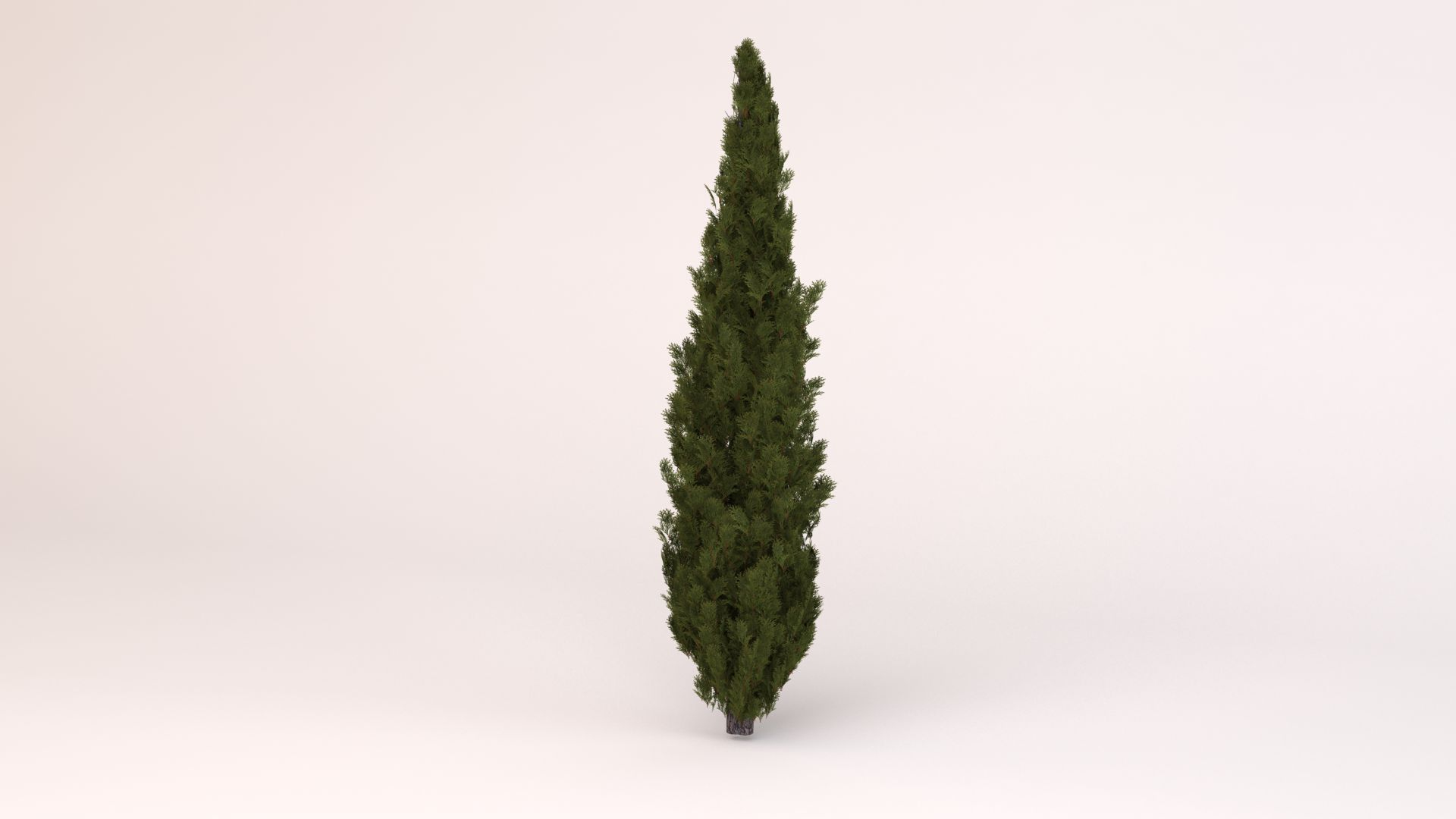 3d Italian Cypress Tree Model