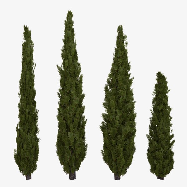 Evergreen Tree 3D Models for Download | TurboSquid