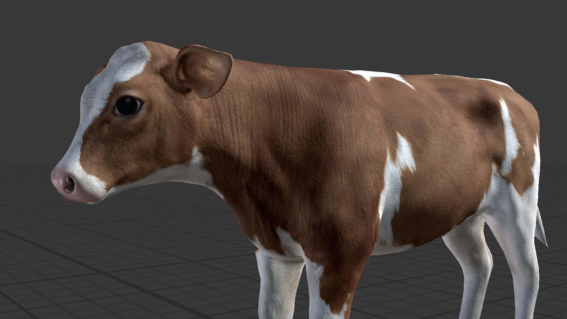3D Calf Model - TurboSquid 1937940