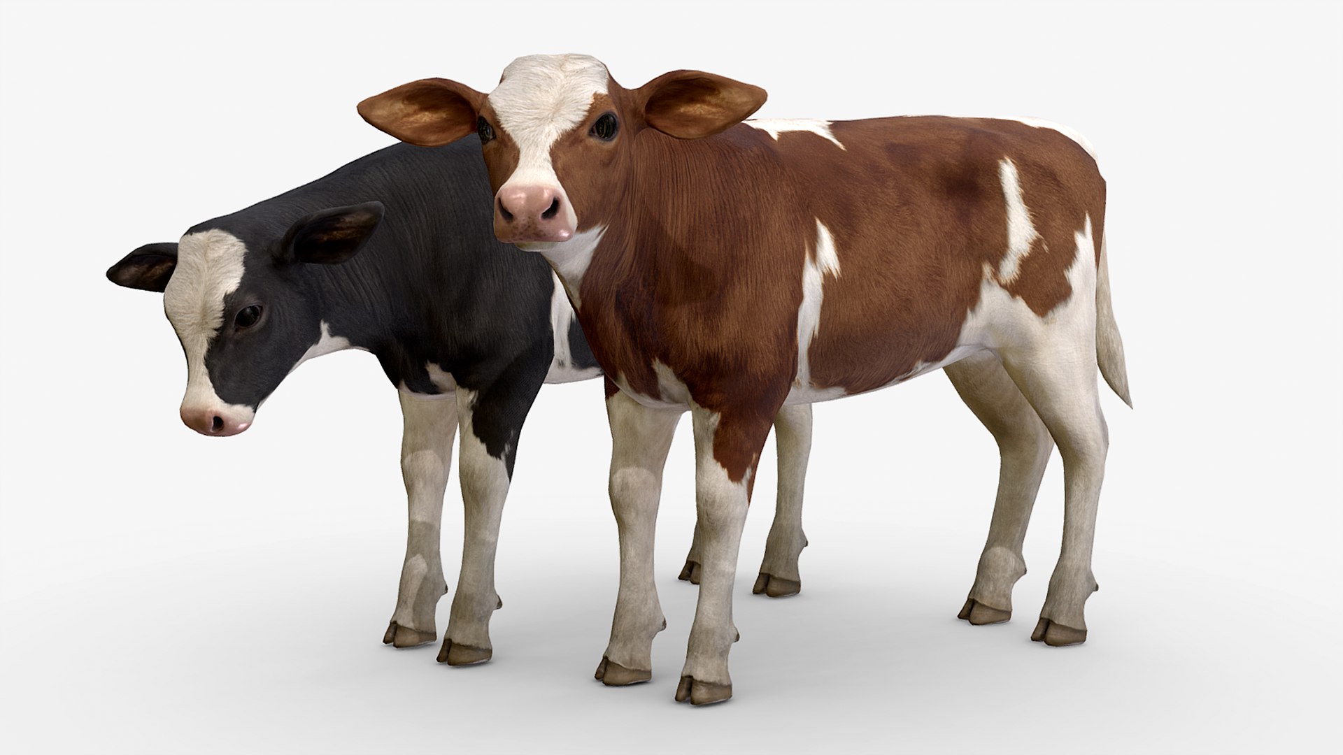 3D Calf Model - TurboSquid 1937940