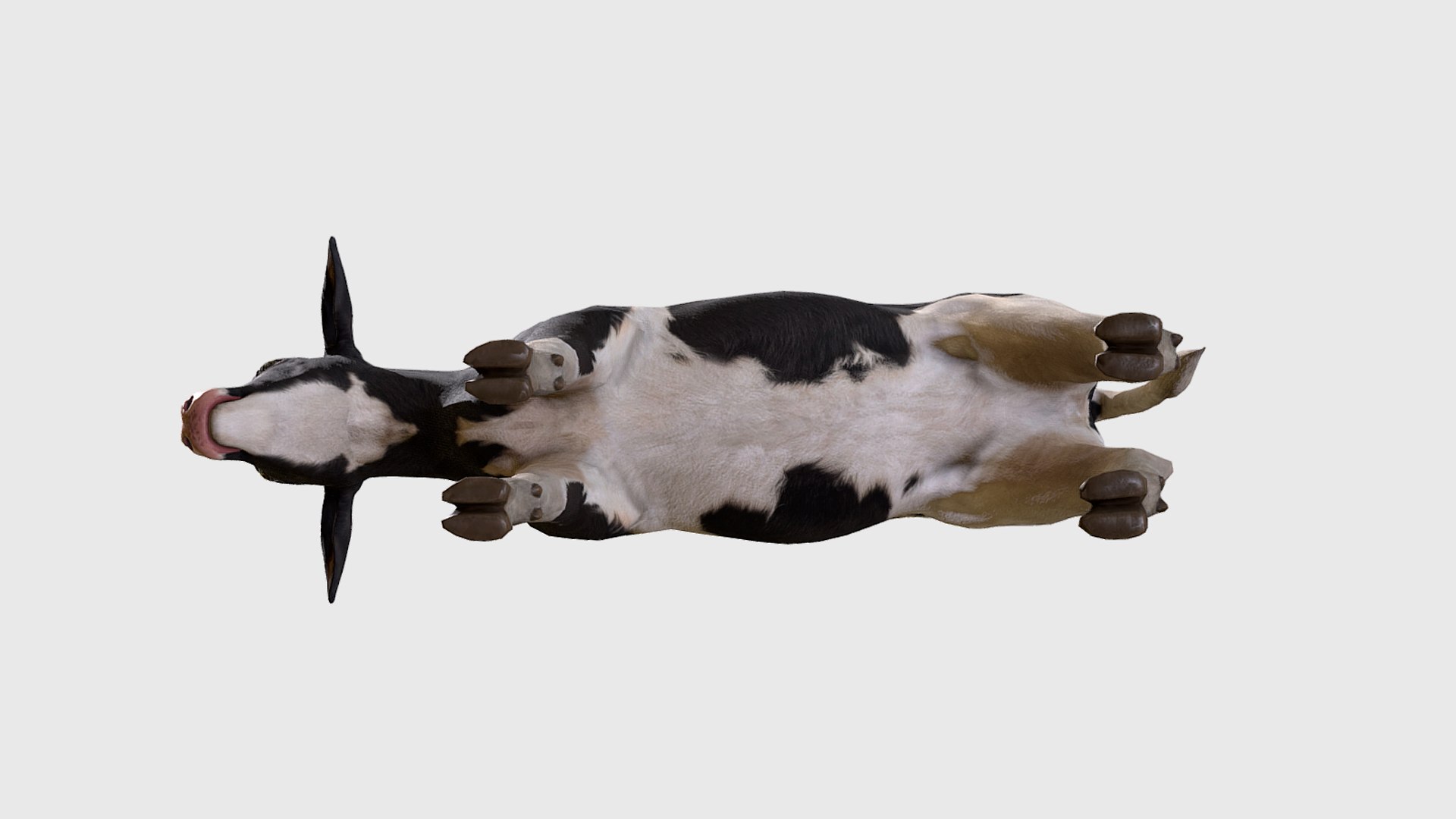 3D Calf Model - TurboSquid 1937940