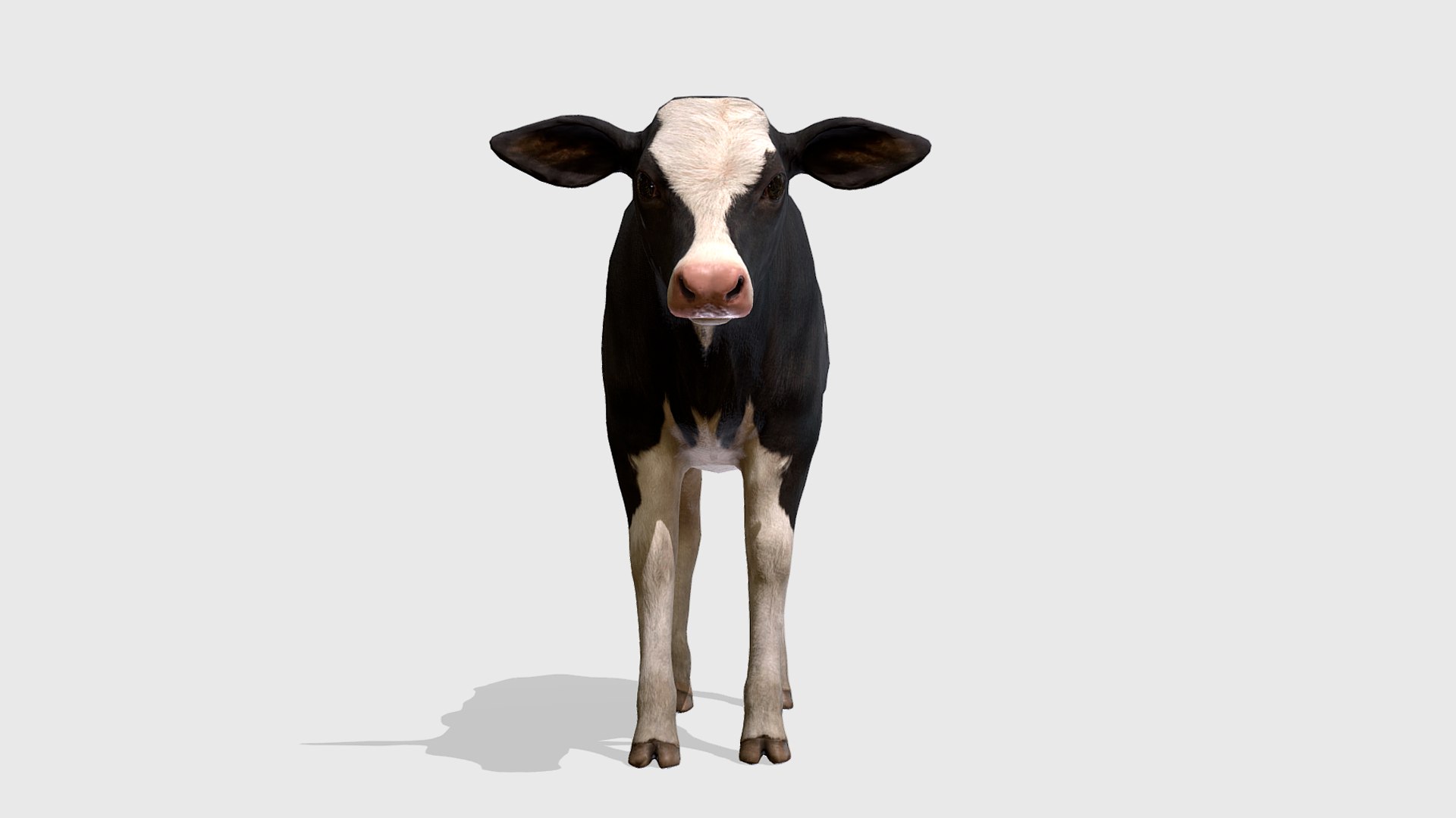 3D Calf Model - TurboSquid 1937940