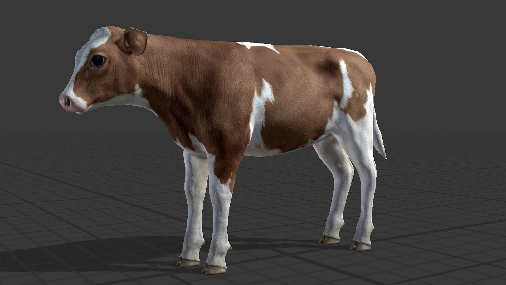 3D Calf Model - TurboSquid 1937940