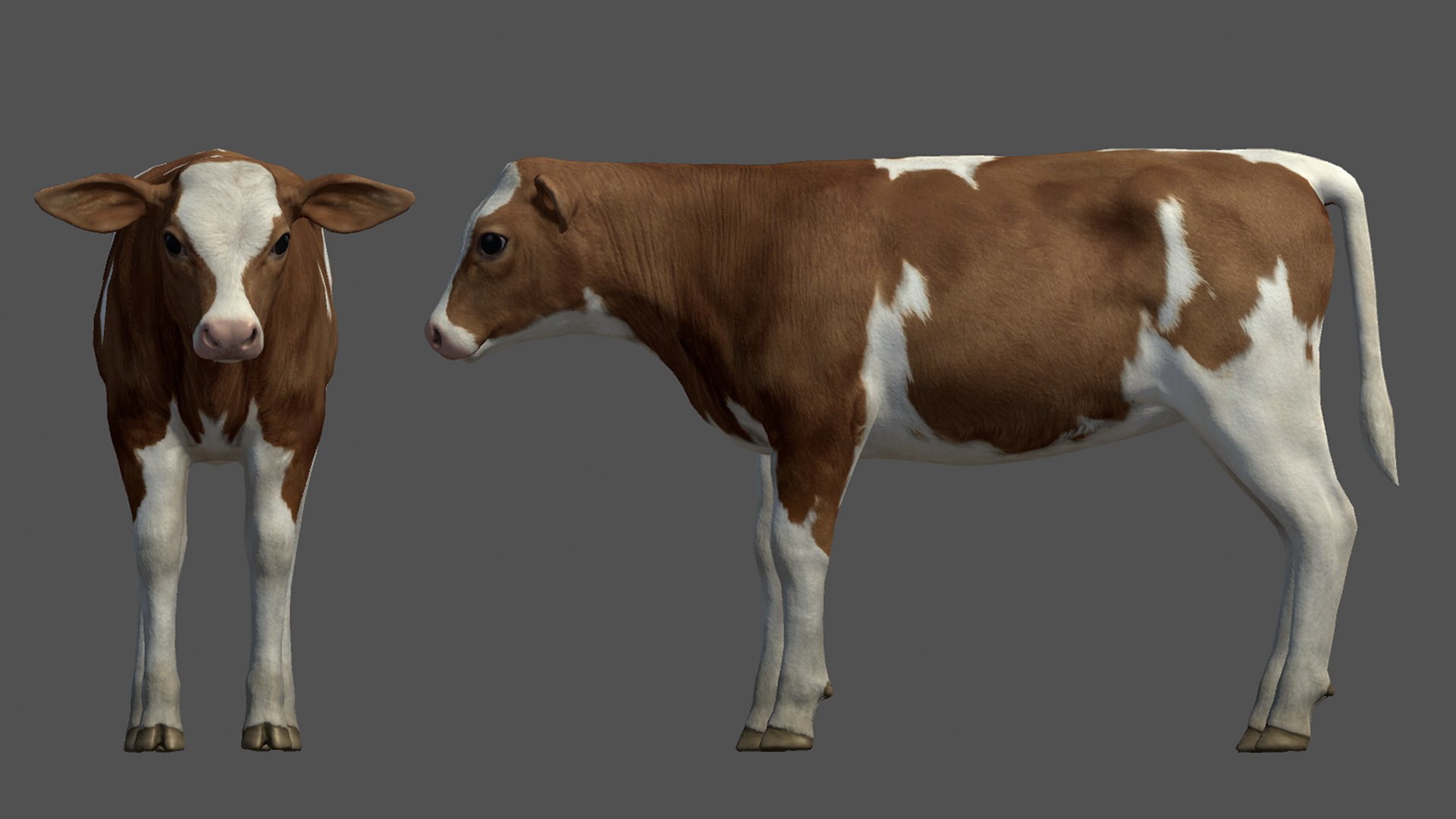 3D Calf Model - TurboSquid 1937940