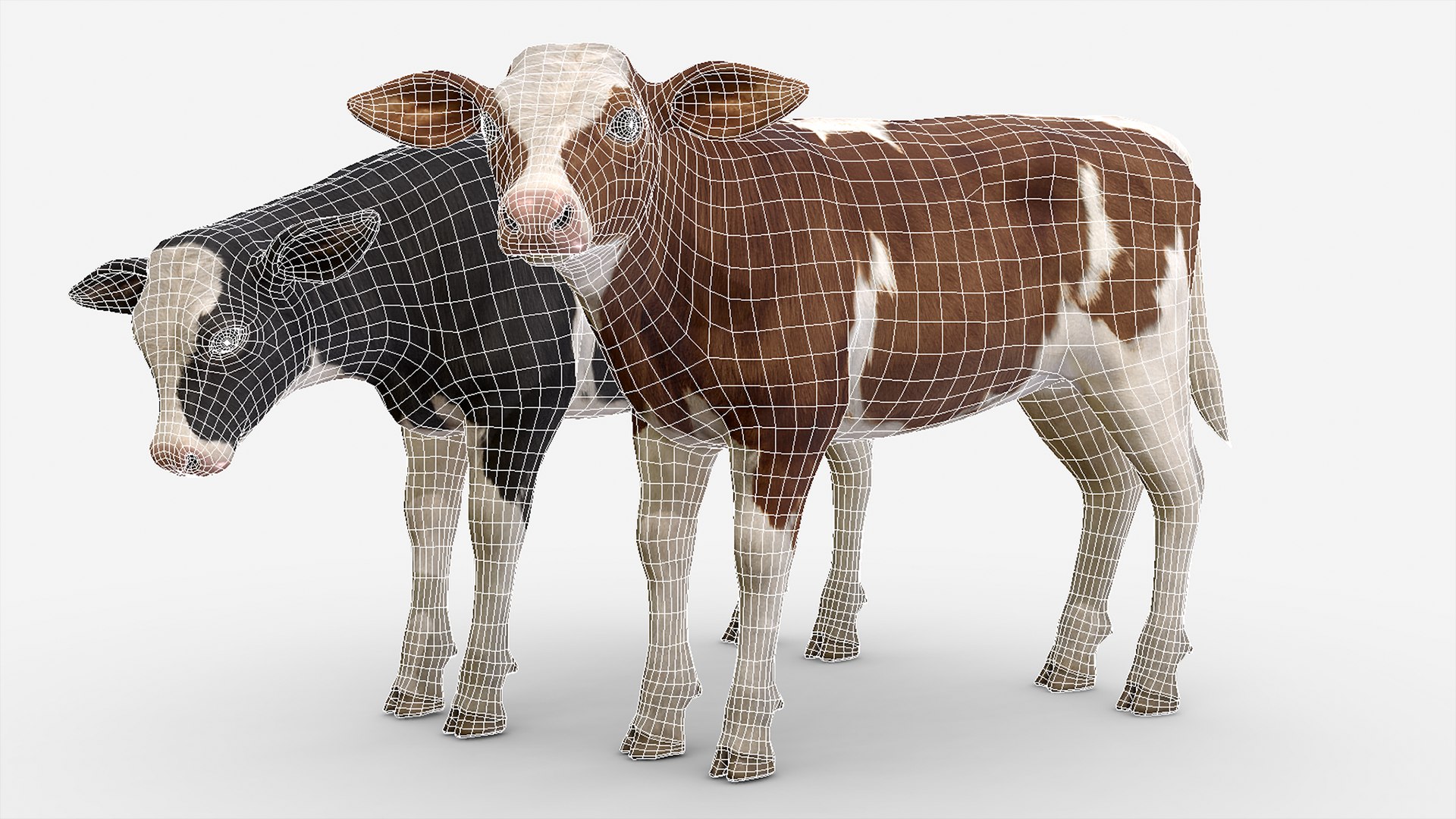 3D Calf Model - TurboSquid 1937940