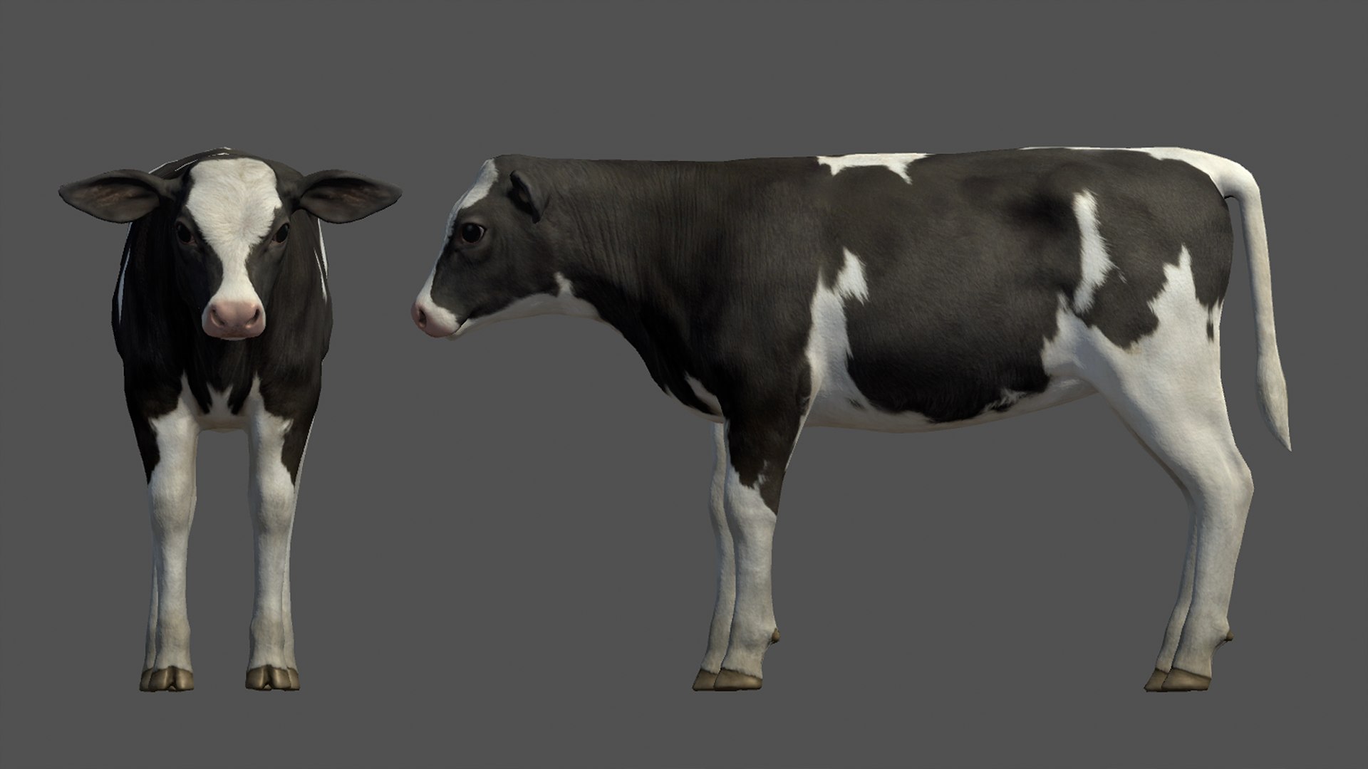3D Calf Model - TurboSquid 1937940