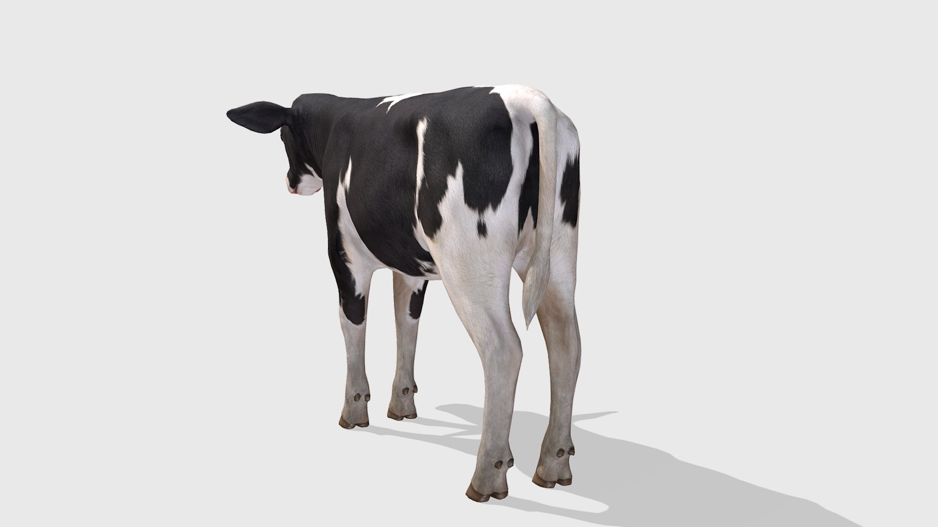 3D Calf Model - TurboSquid 1937940