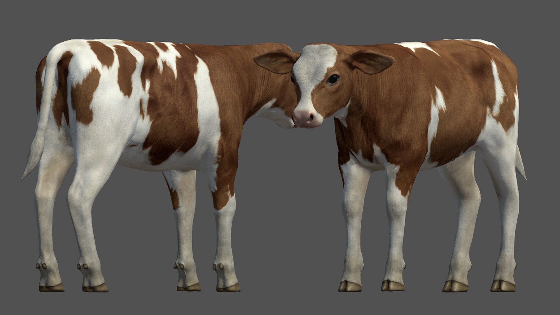 3D Calf Model - TurboSquid 1937940