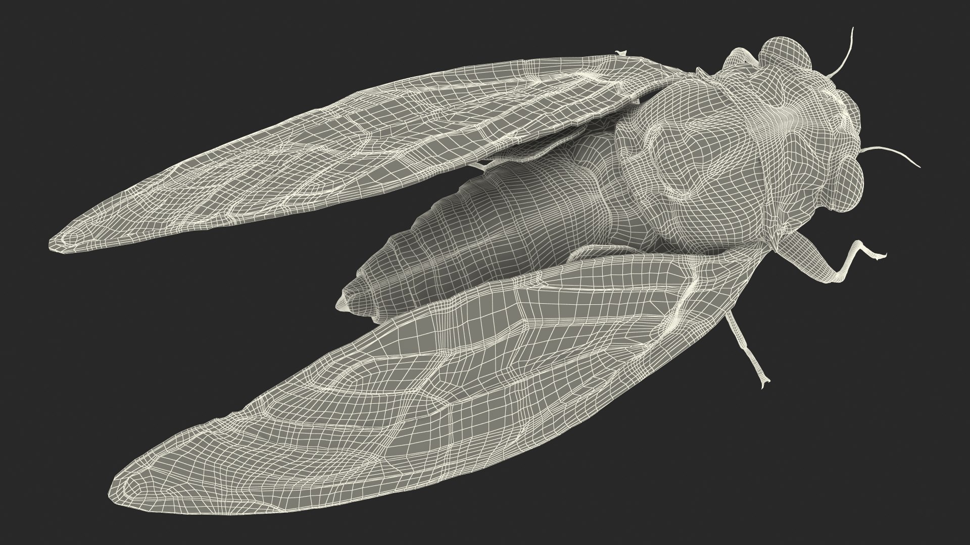 3D Magicicada Septendecim Pose Calm - TurboSquid 2051164
