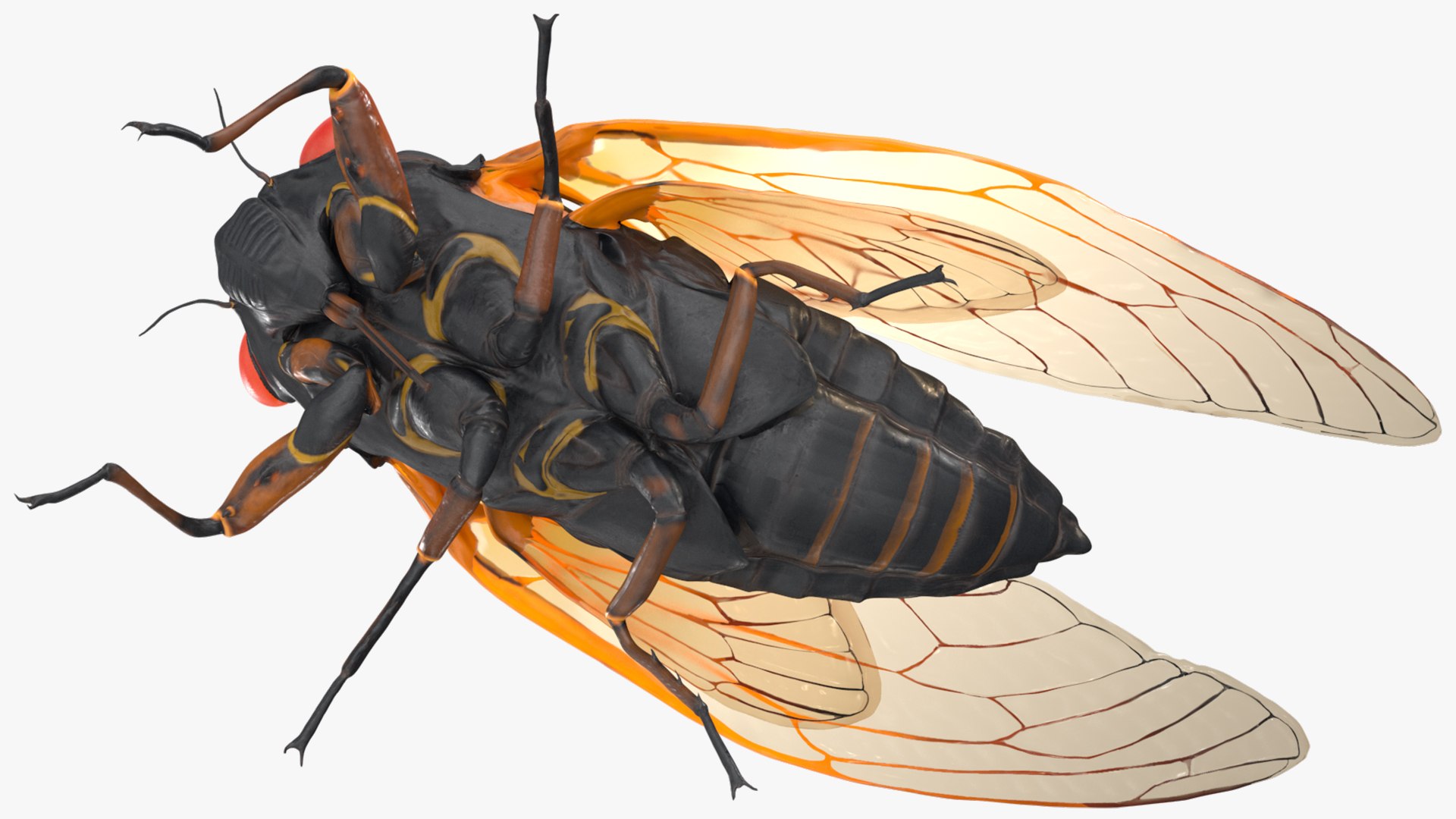 3D Magicicada Septendecim Pose Calm - TurboSquid 2051164