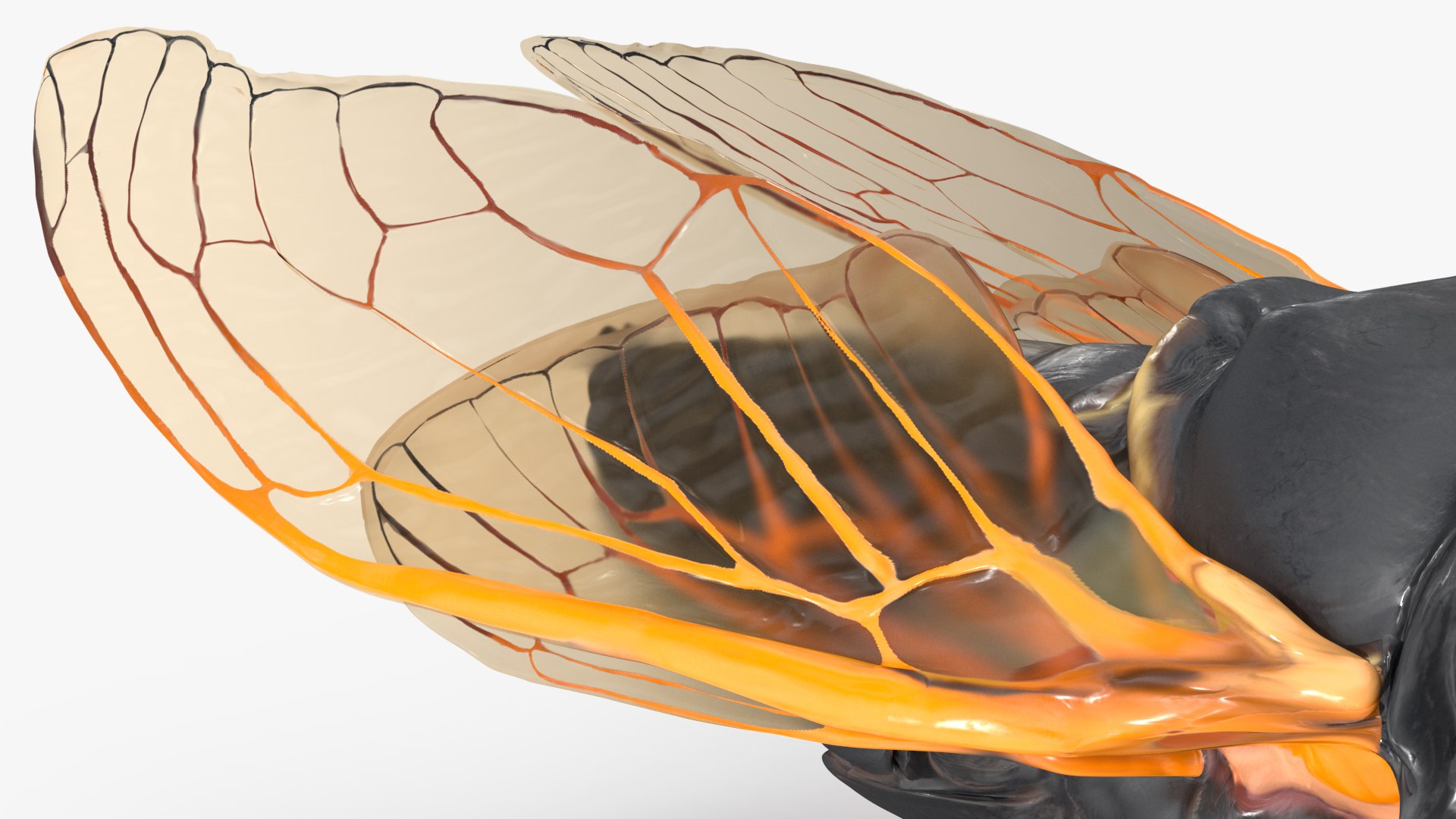 3D Magicicada Septendecim Pose Calm - TurboSquid 2051164