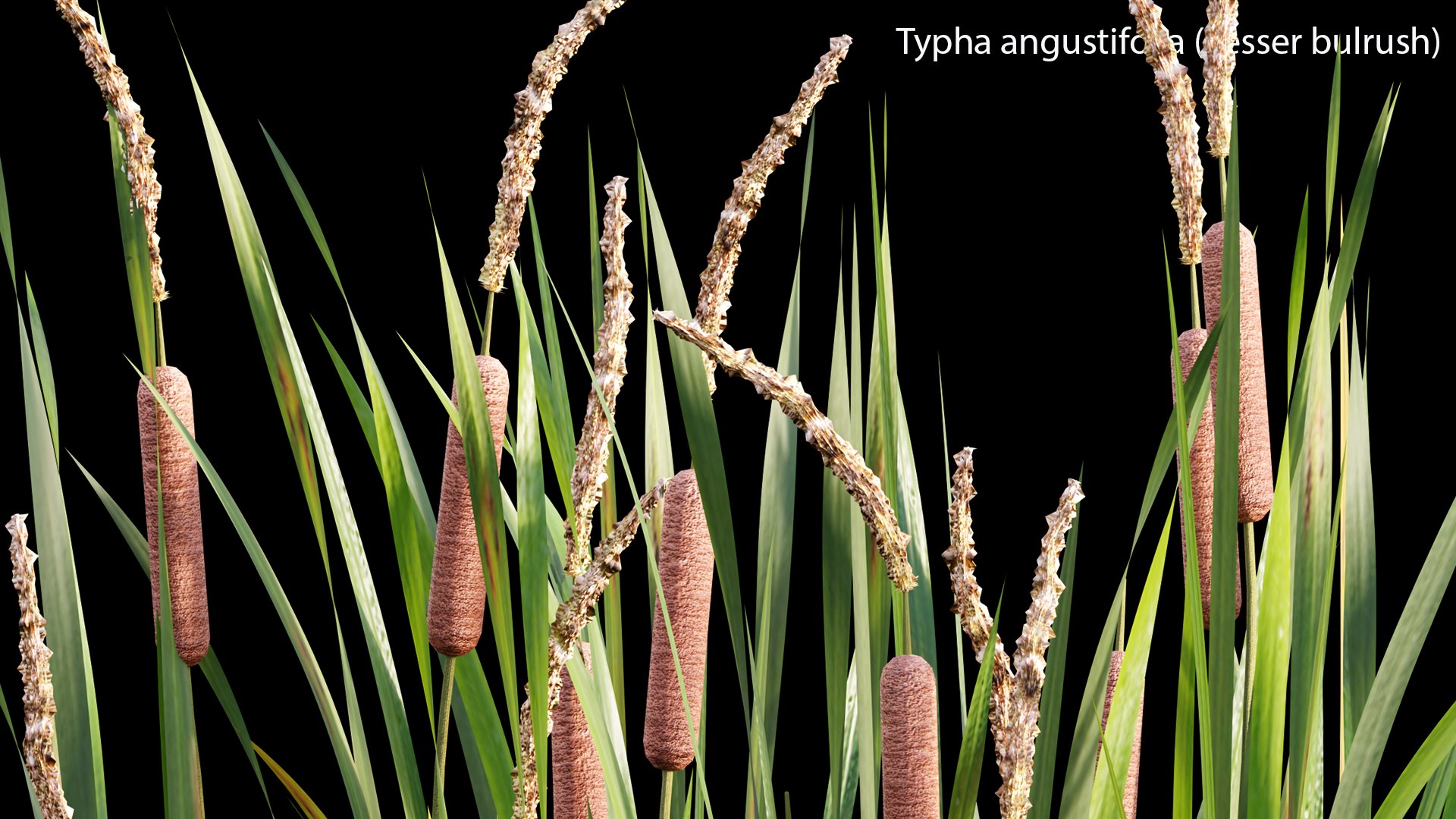 3D Typha Angustifolia 01 - TurboSquid 1785289