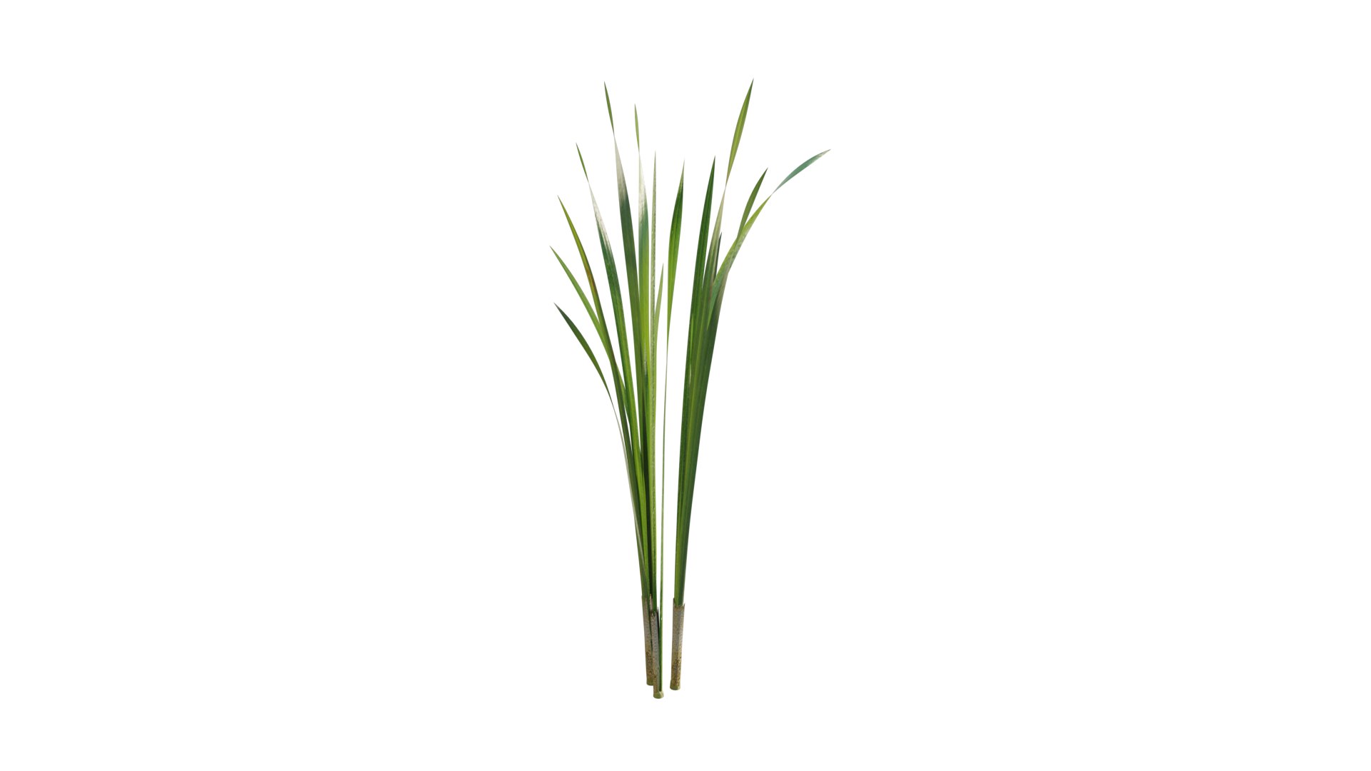 3D Typha Angustifolia 01 - TurboSquid 1785289
