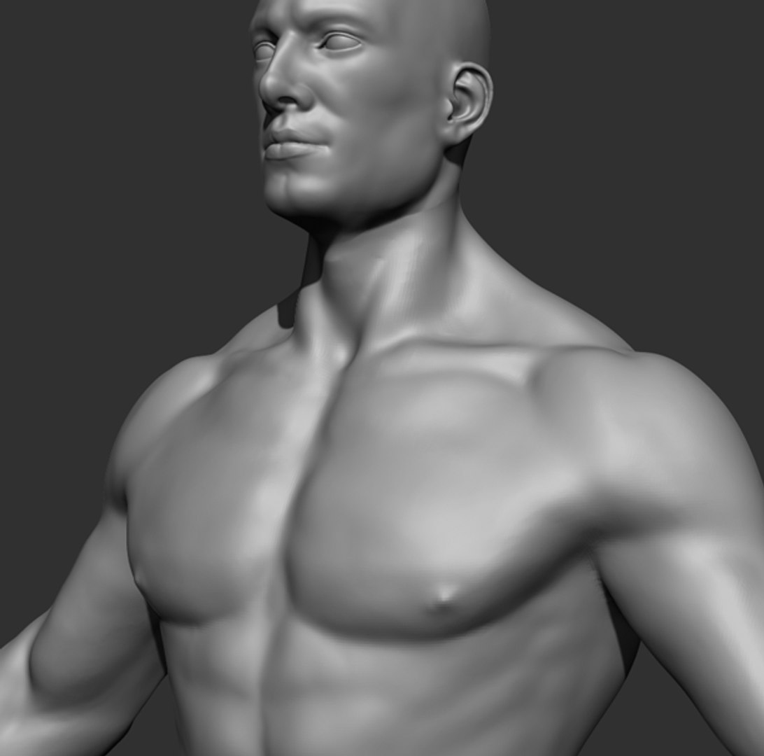 3D Human Anatomy Base Sculpture Model - TurboSquid 1517277