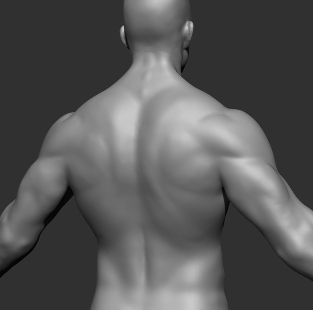 3D Human Anatomy Base Sculpture Model - TurboSquid 1517277