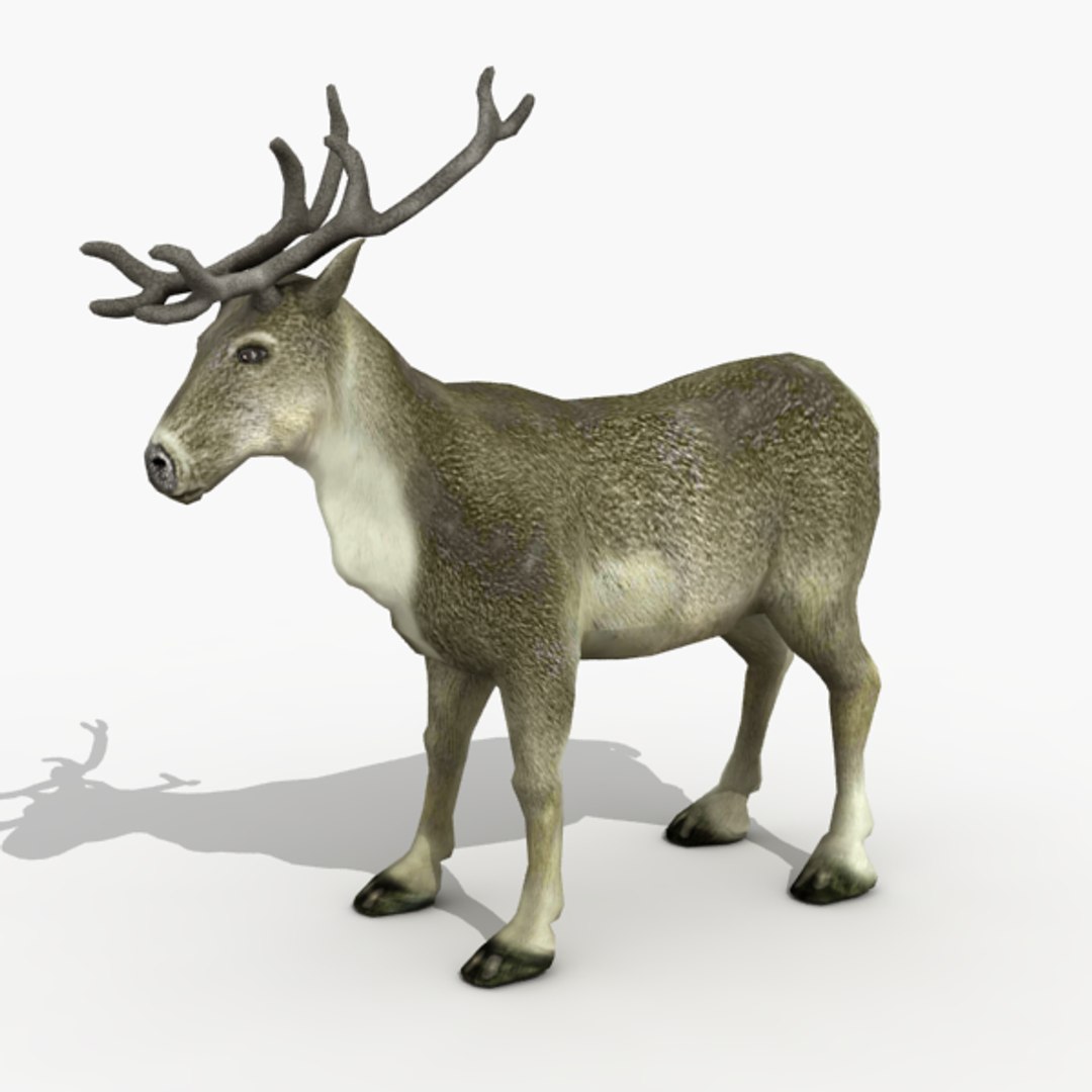 3d Max Reindeer Animation