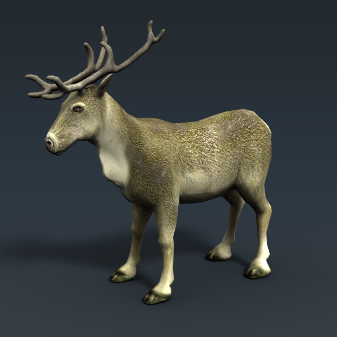 3d Max Reindeer Animation