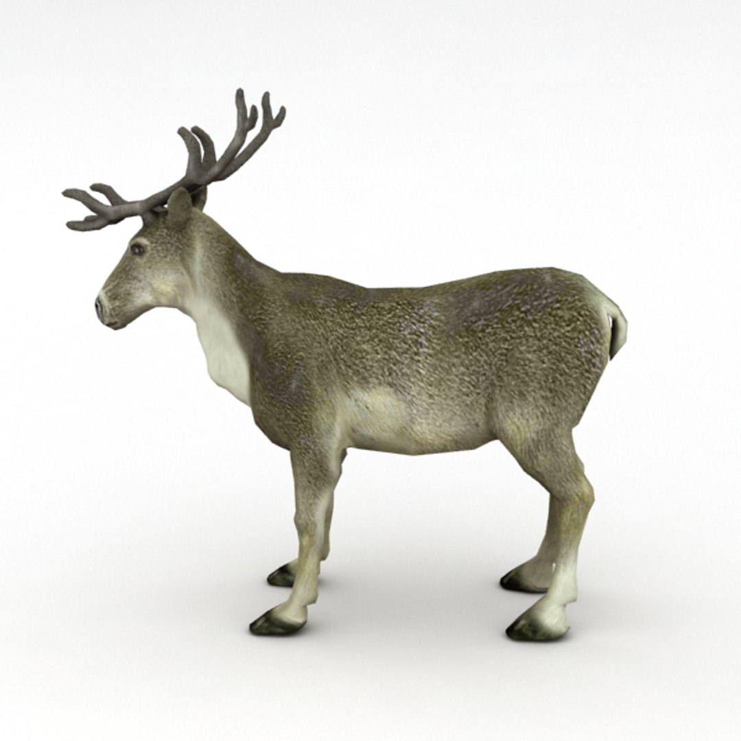 3d Max Reindeer Animation