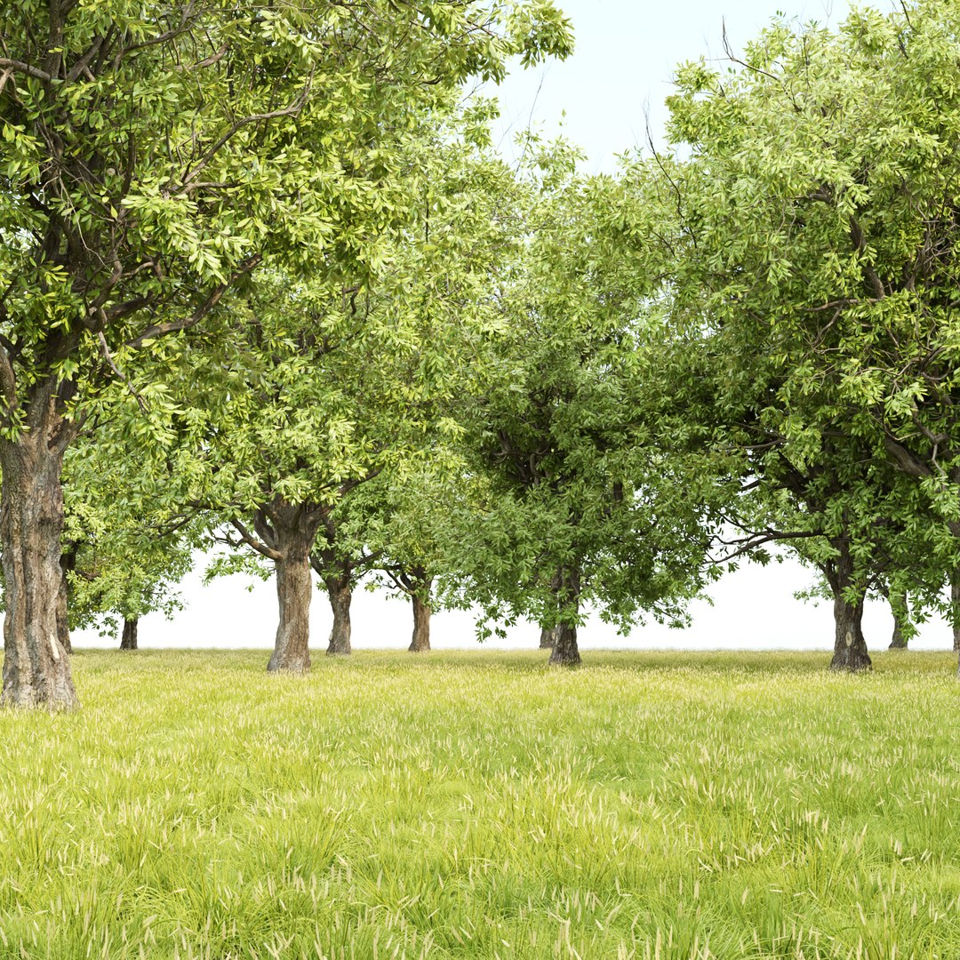 3D Summer Trees Collection Vol 226 - TurboSquid 2094598