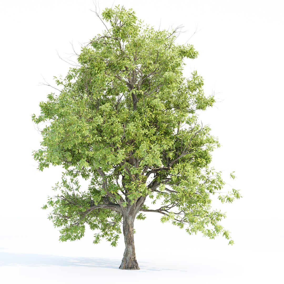 3D Summer Trees Collection Vol 226 - TurboSquid 2094598