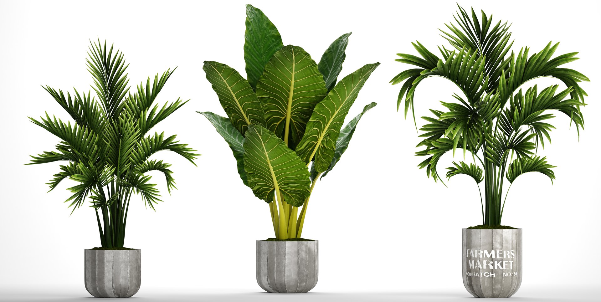 Tropical plants 3D model - TurboSquid 1198012