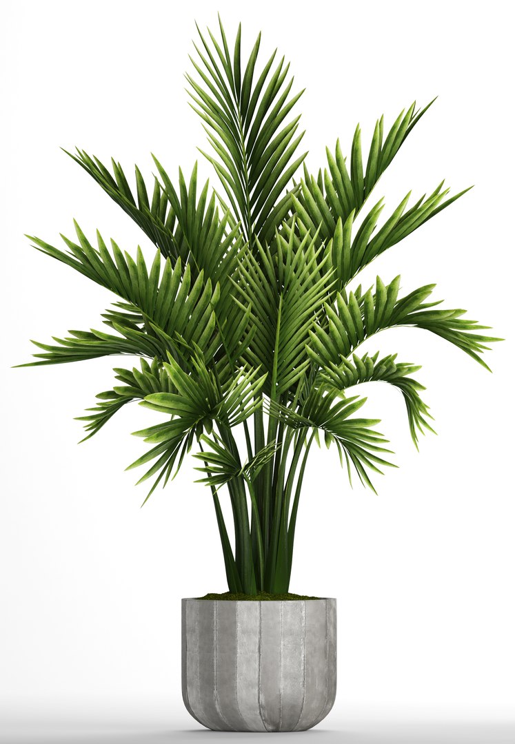 Tropical plants 3D model - TurboSquid 1198012