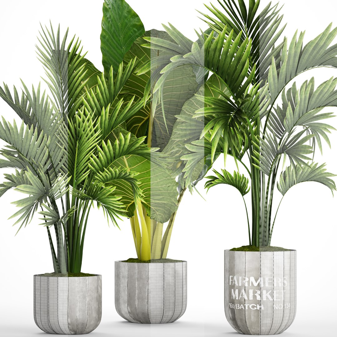 Tropical plants 3D model - TurboSquid 1198012