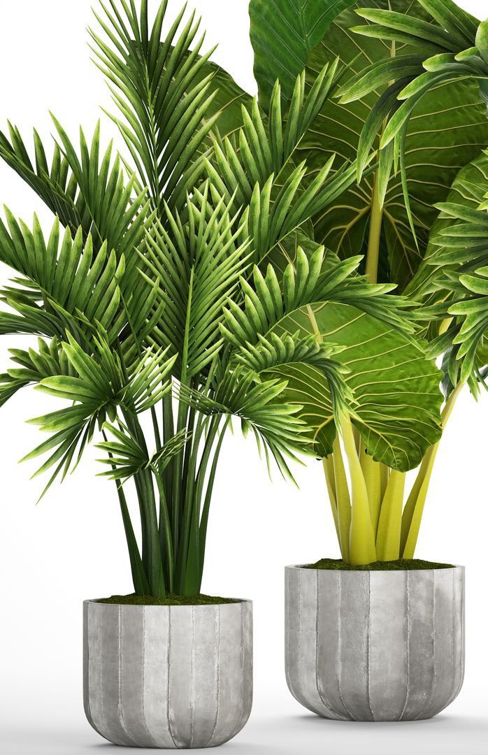 Tropical plants 3D model - TurboSquid 1198012