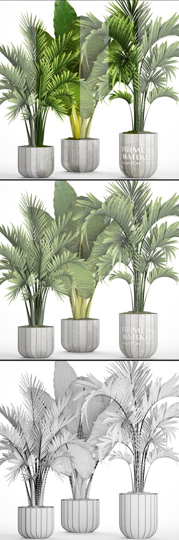 Tropical plants 3D model - TurboSquid 1198012