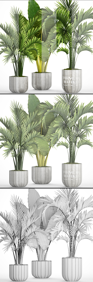 Tropical plants 3D model - TurboSquid 1198012